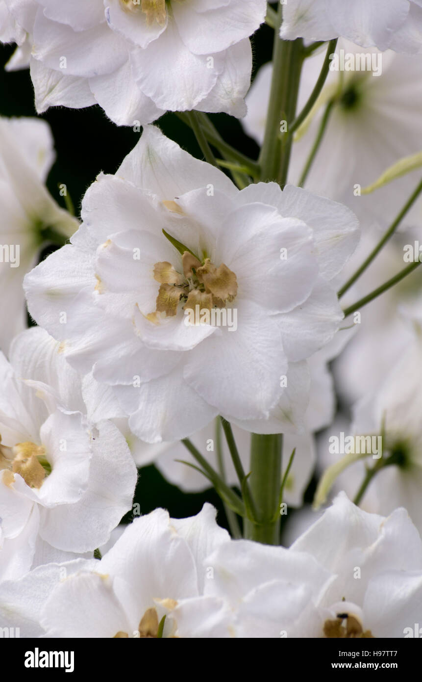 Poppleton hi-res stock photography and images - Alamy