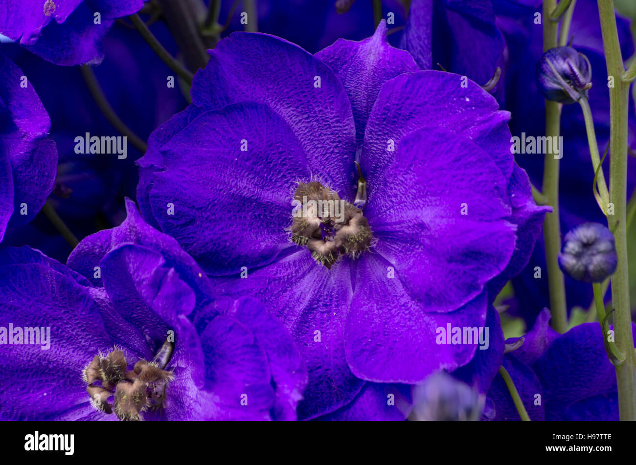 Delphinium close up hi-res stock photography and images - Alamy