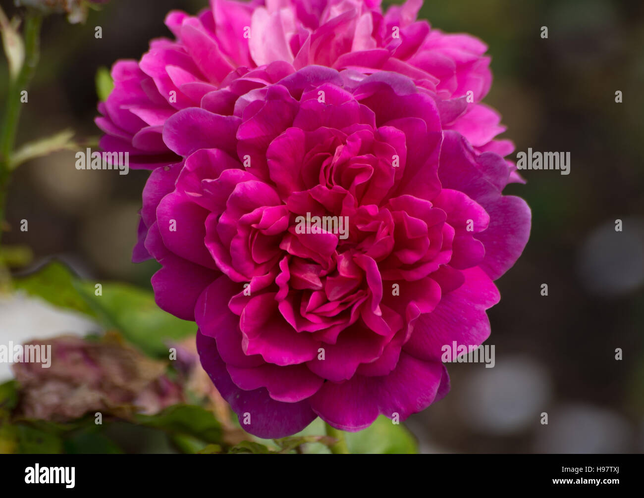 Rose Princess Anne Stock Photo - Alamy