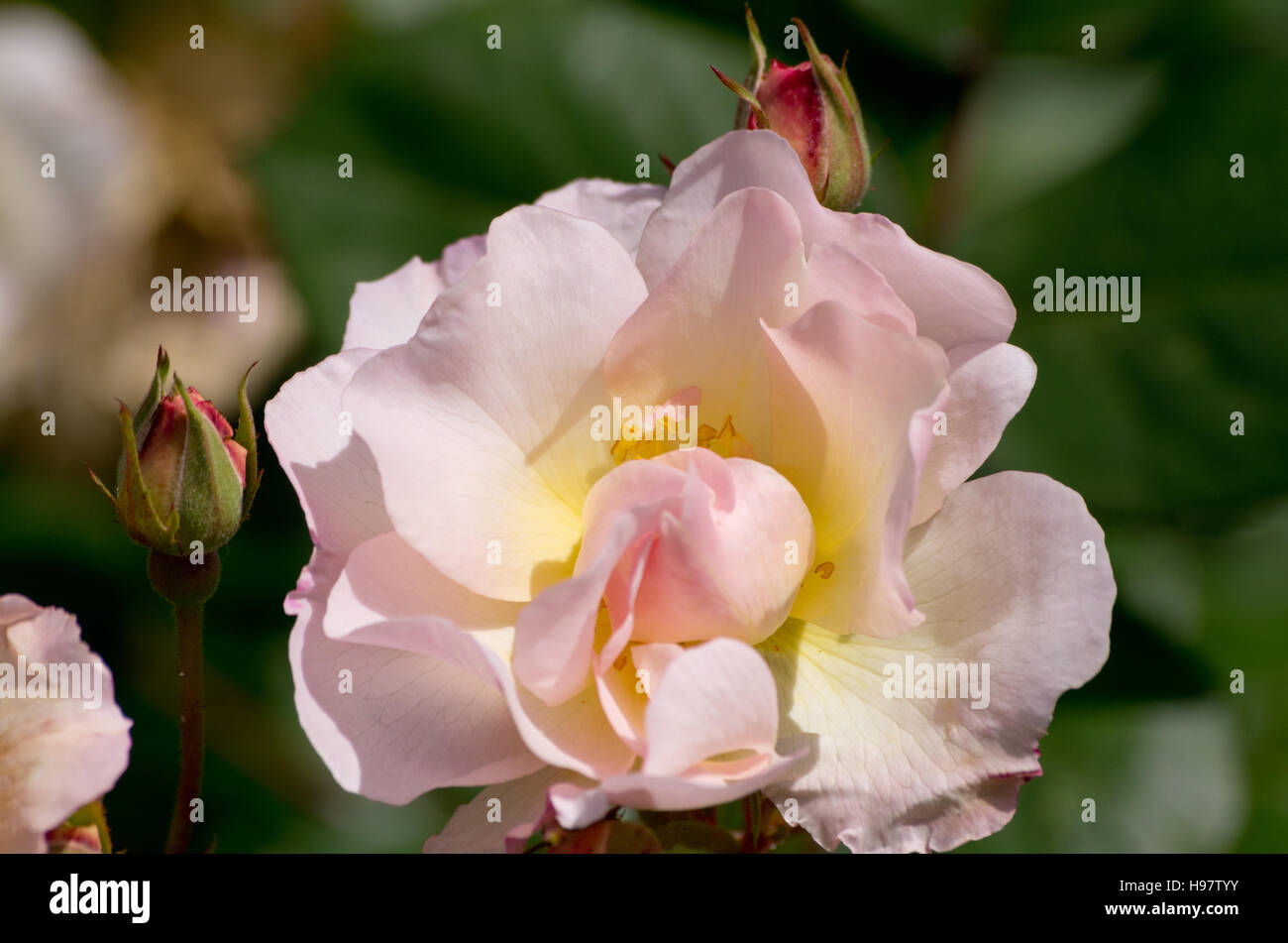 Penelope rose hi-res stock photography and images - Alamy