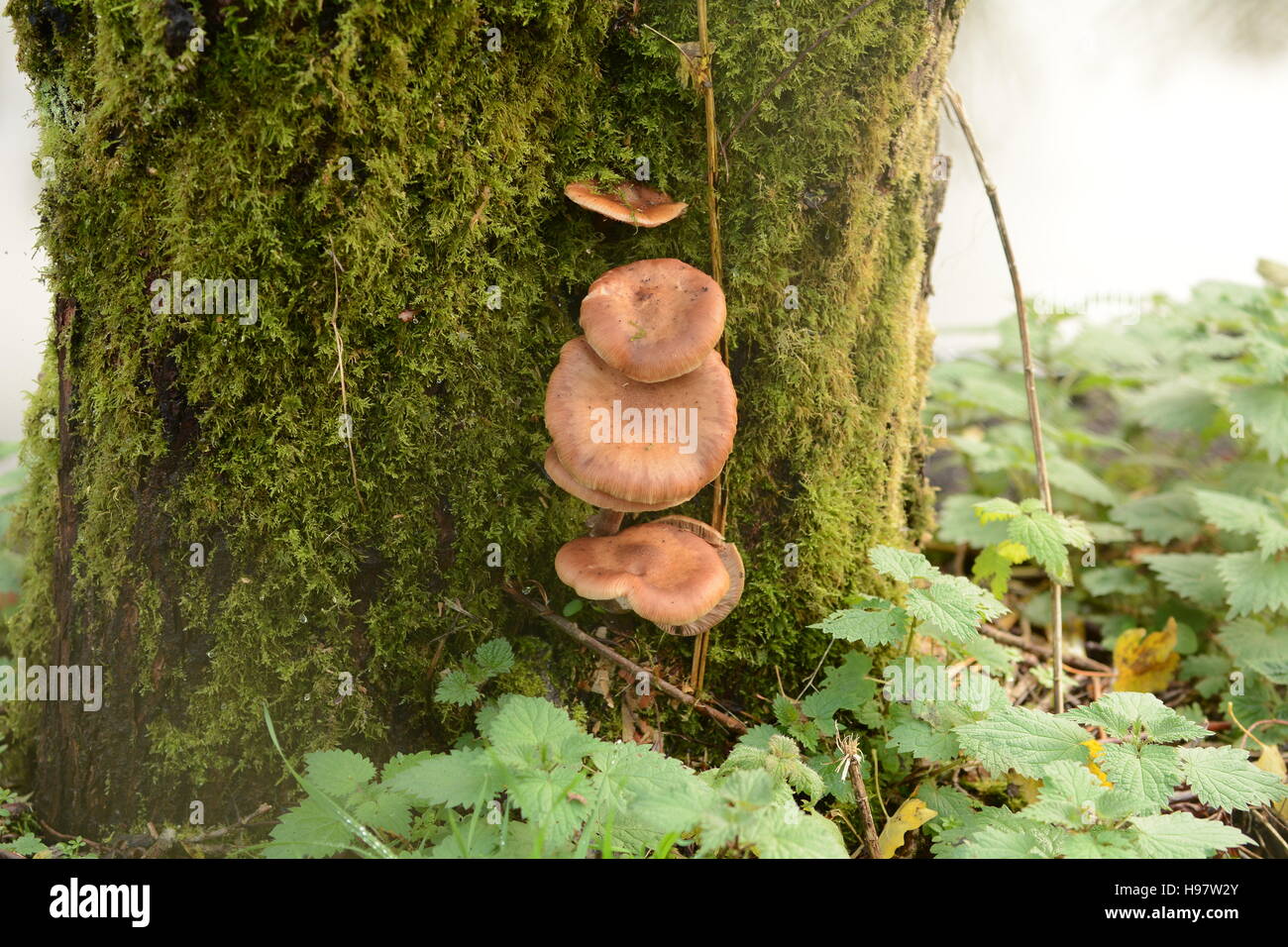 Fungus fungii hi-res stock photography and images - Alamy