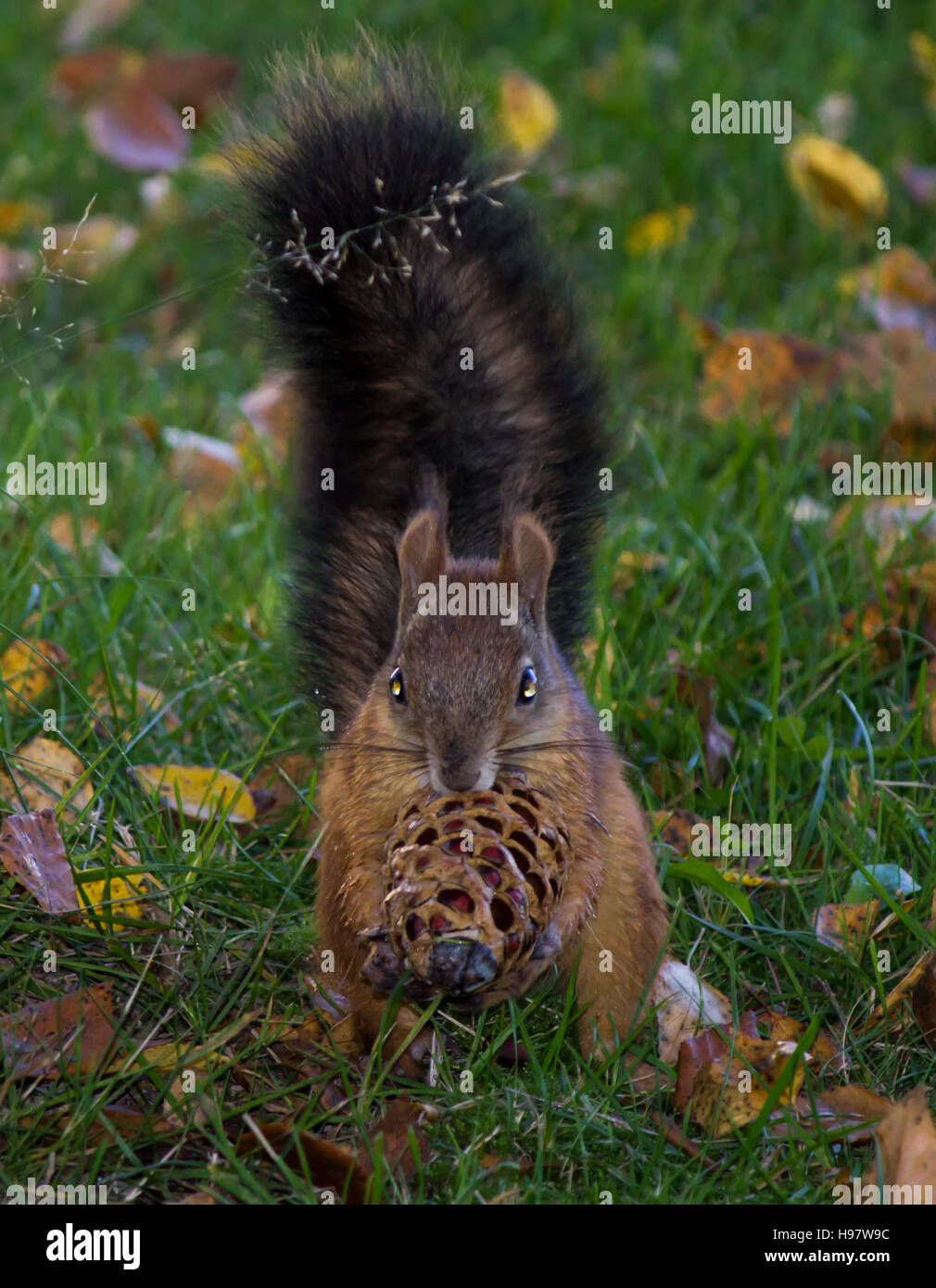 Squirrel with cone hi-res stock photography and images - Alamy