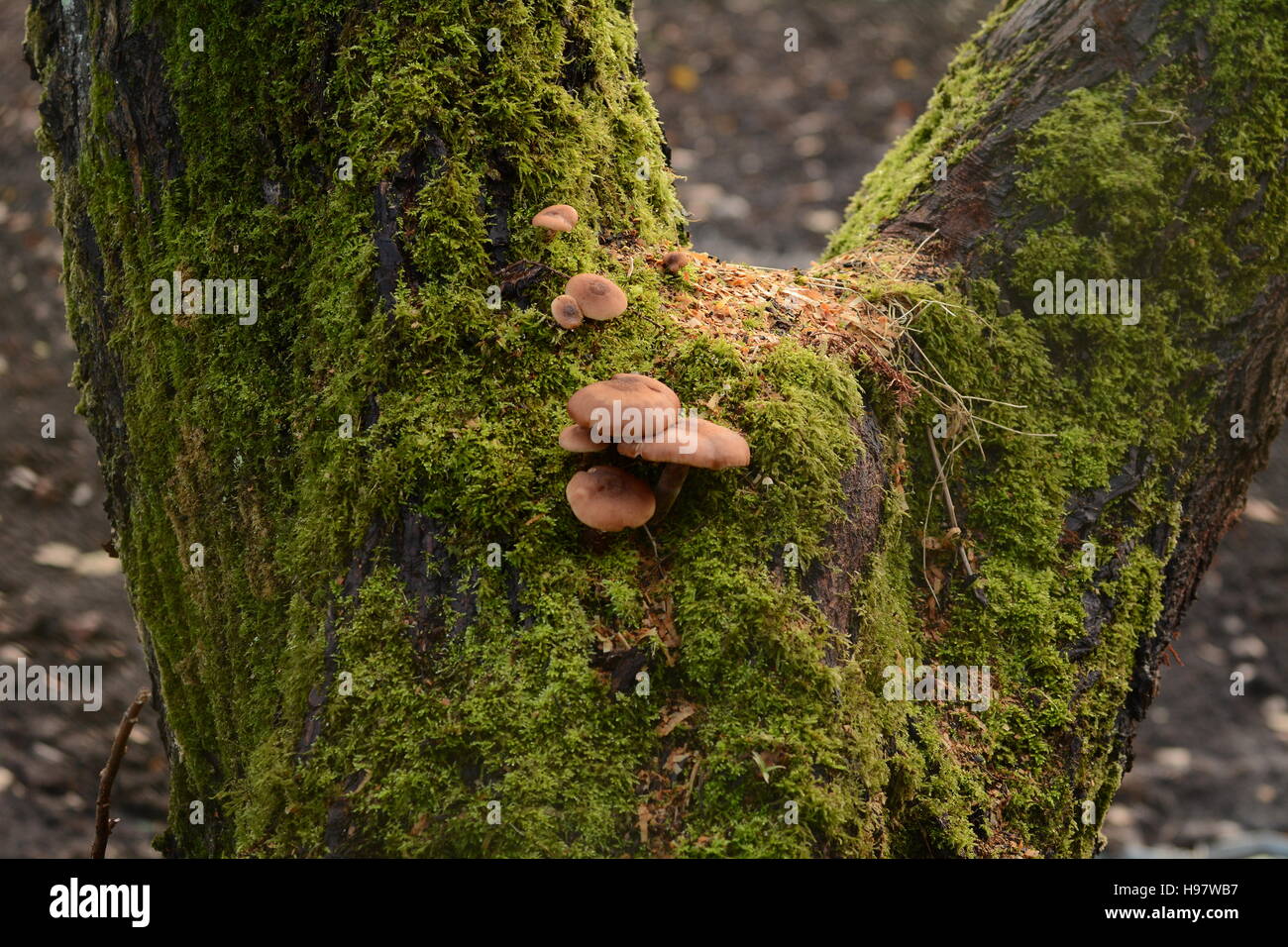 Tree growing moss and fungius hi-res stock photography and images - Alamy