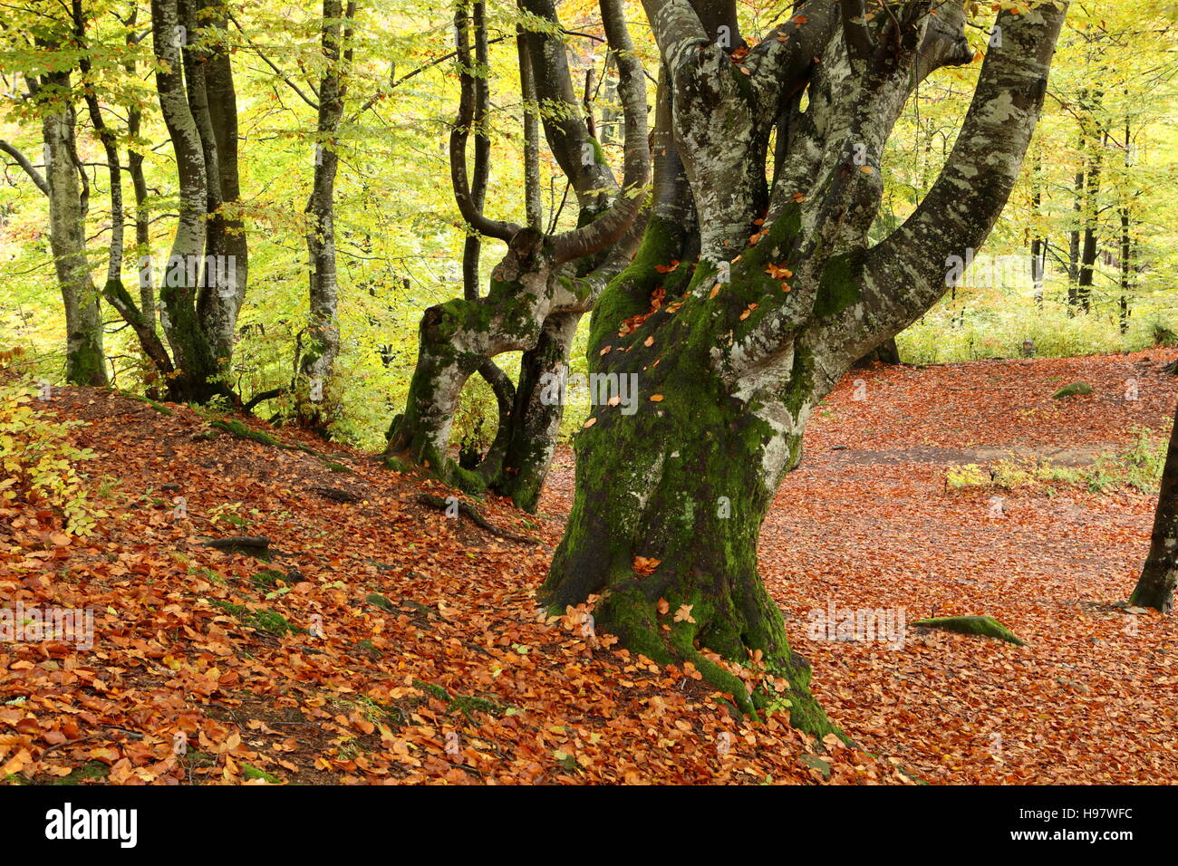 Golden autumn in beech forest in Carpathians Stock Photo - Alamy