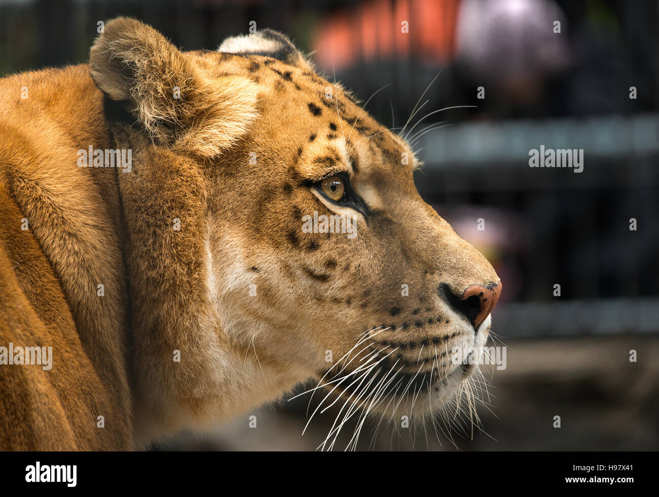 Hybrid of tiger and lion hi-res stock photography and images - Alamy