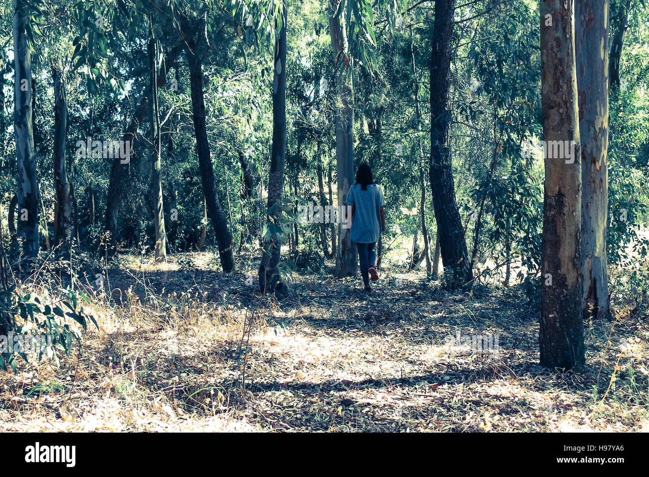 Walking trees hi-res stock photography and images - Alamy