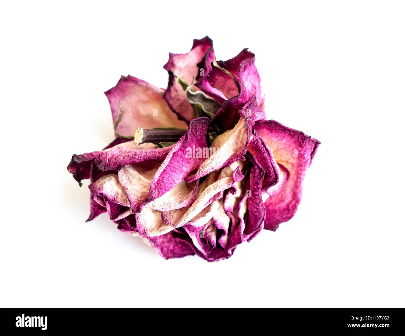 The isolated nature dried rose Stock Photo - Alamy