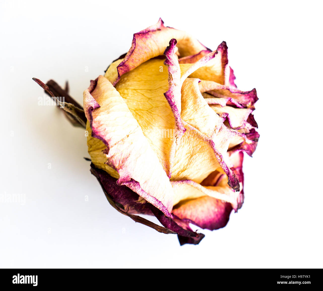 The isolated nature dried rose Stock Photo - Alamy