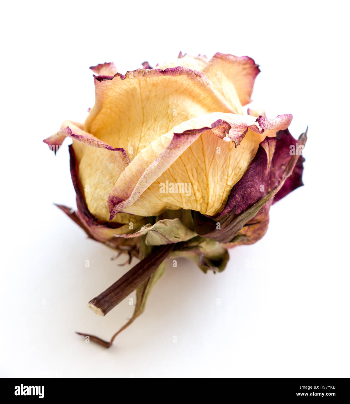 The isolated nature dried rose Stock Photo - Alamy