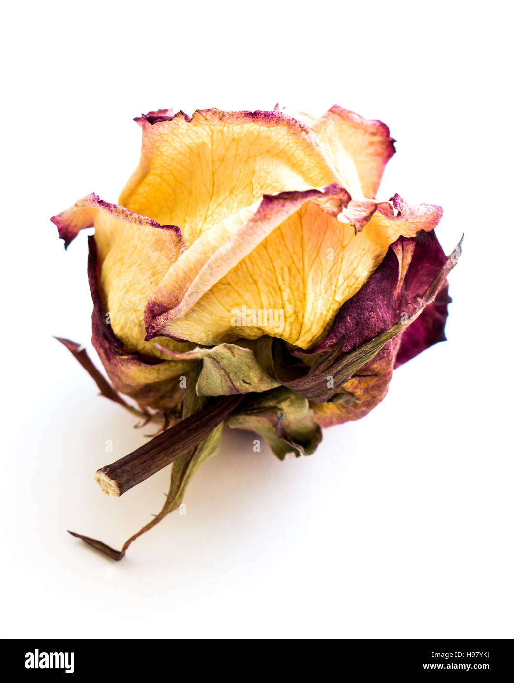 The isolated nature dried rose Stock Photo - Alamy