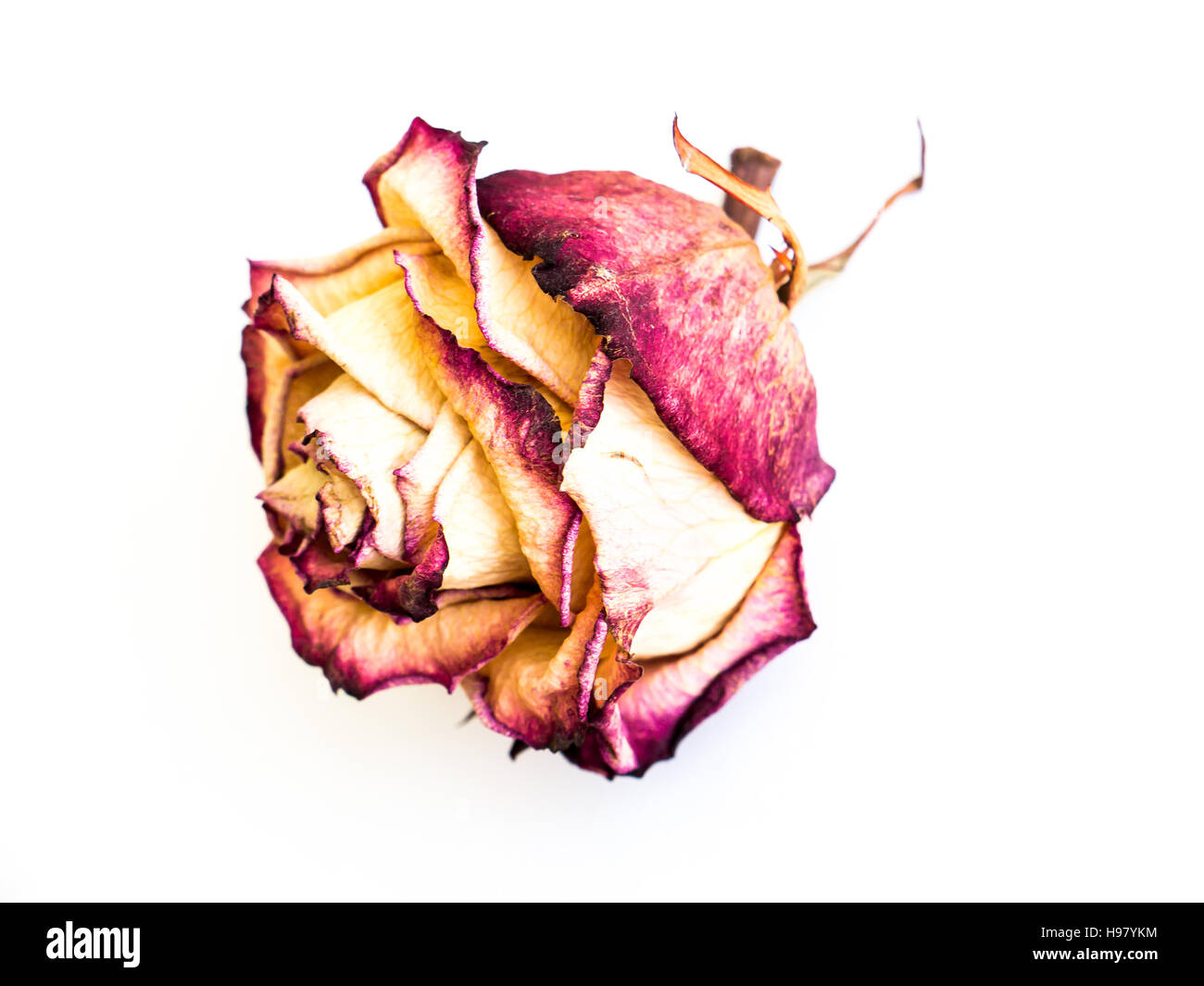 The isolated nature dried rose Stock Photo - Alamy