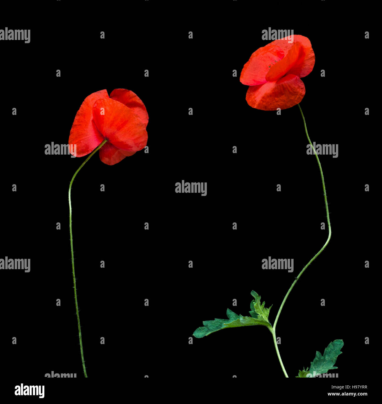 Poppy isolated on black Stock Photo - Alamy