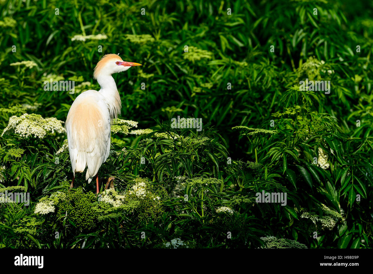 Cattle egret nesting hi-res stock photography and images - Alamy