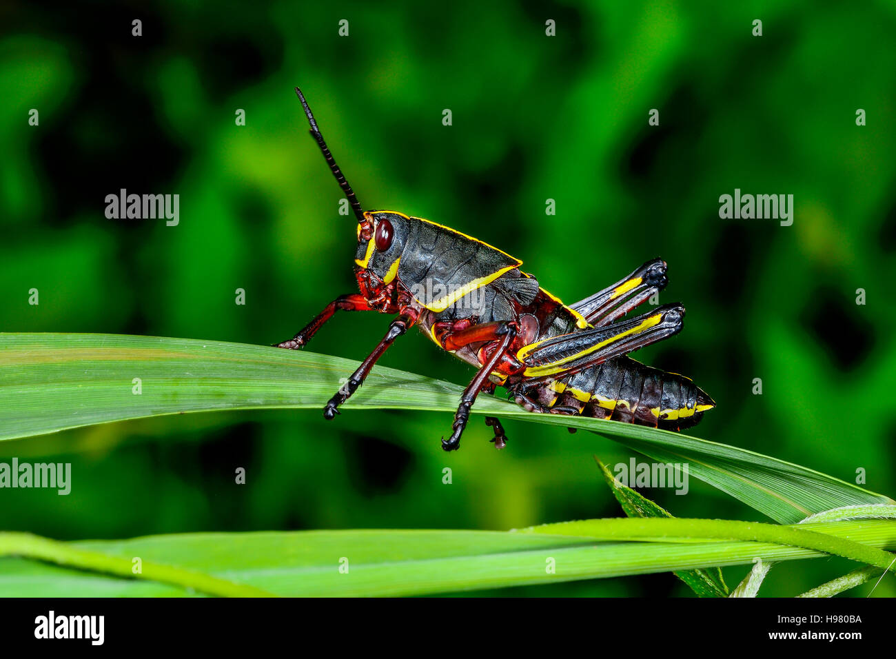 eastern lubber grasshopper, everglades, florida Stock Photo - Alamy