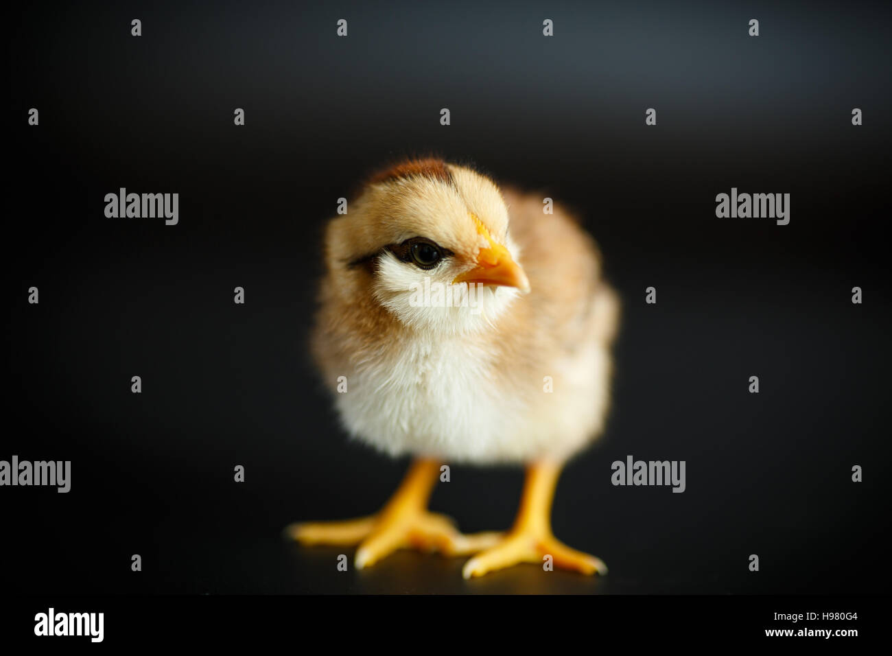 beautiful little yellow chick Stock Photo - Alamy