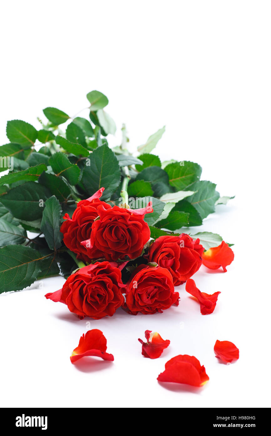 beautiful red rose Stock Photo - Alamy