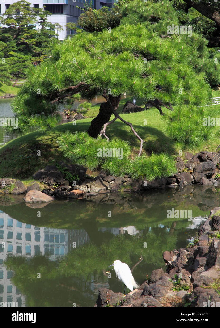 Japan, Tokyo, Kyu Shiba Rikyu Garden, japanese pine Stock Photo - Alamy