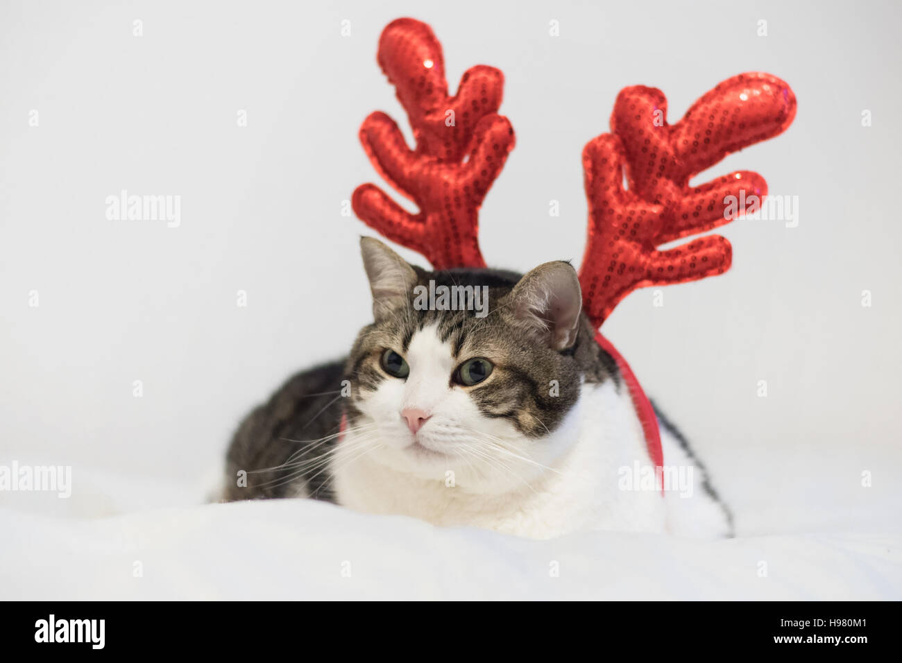 Reindeer cat hi-res stock photography and images - Alamy