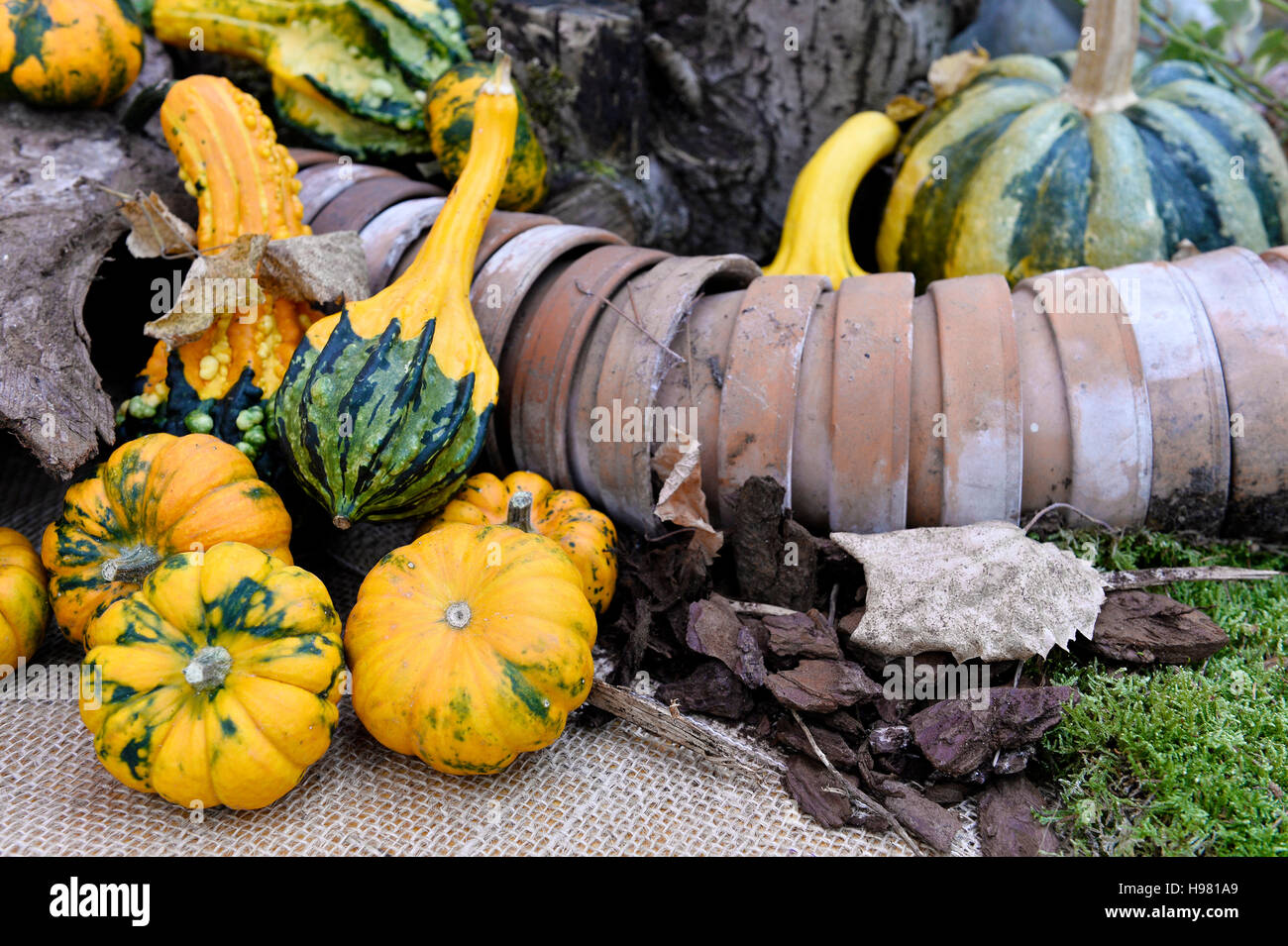 Set of marrows in a garden, Colmar, France Stock Photo - Alamy