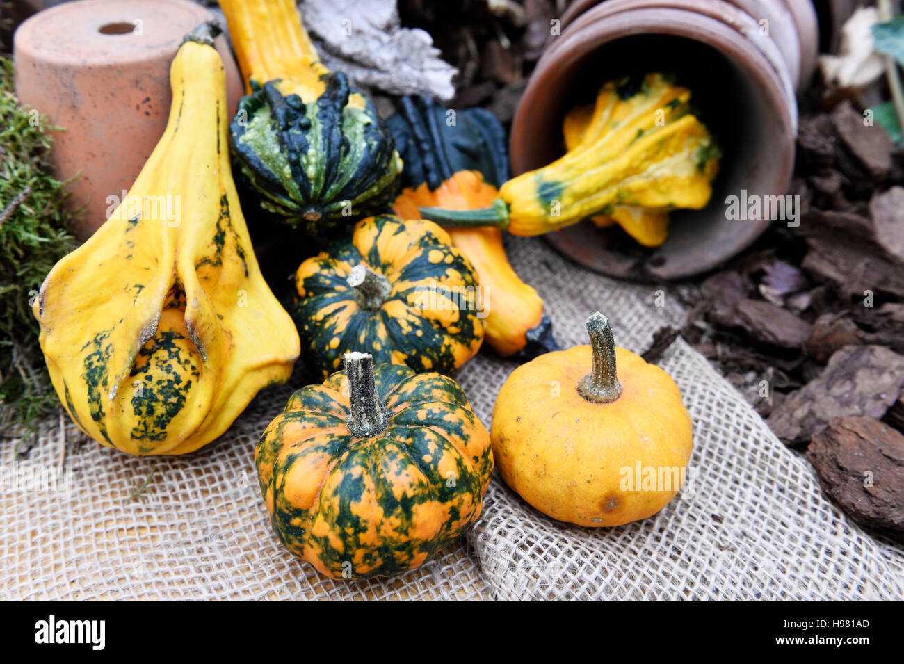 Set of marrows in a garden, Colmar, France Stock Photo - Alamy