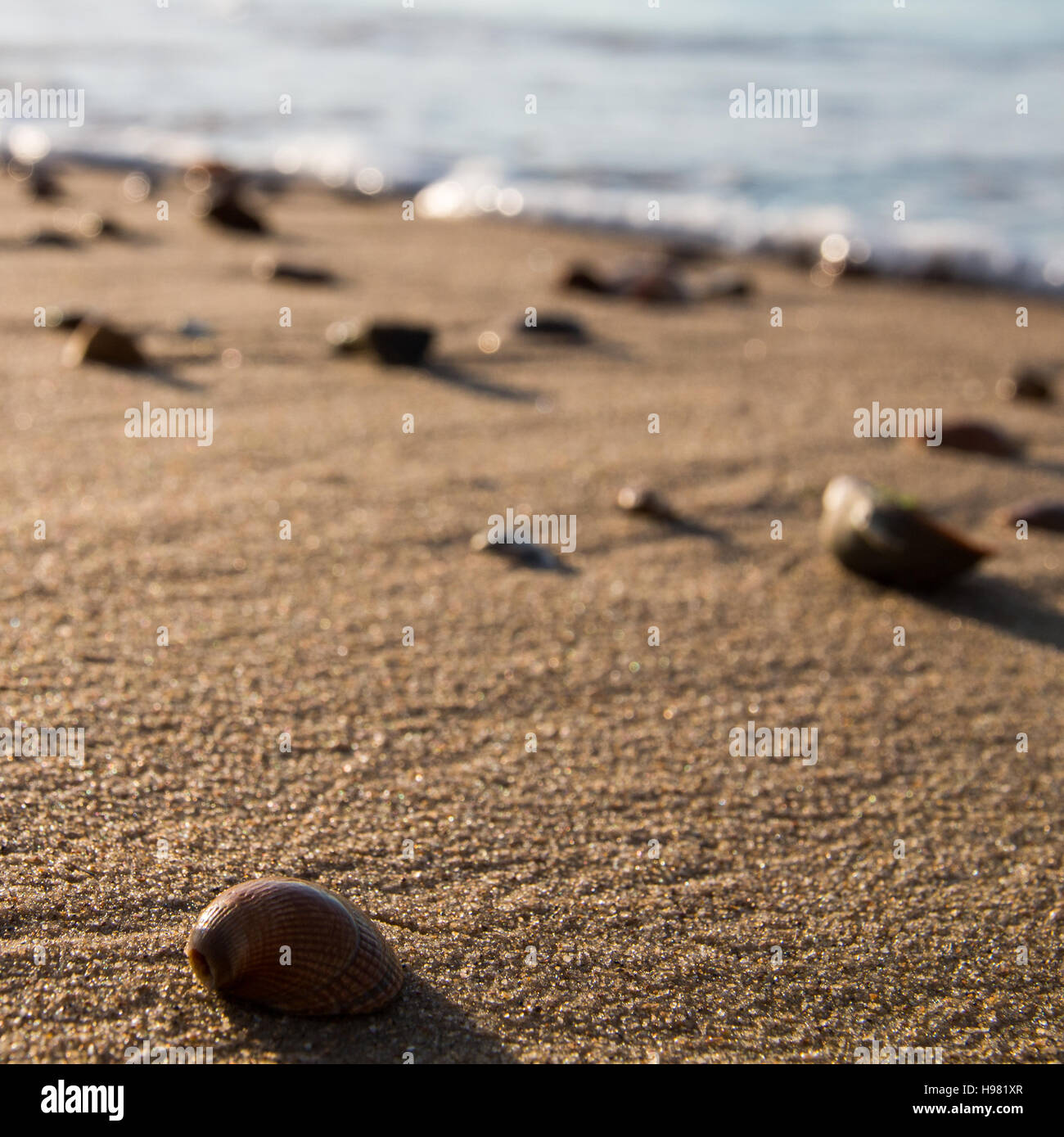 A close-up view of a sandy beach, with some shells and the sea. One ...