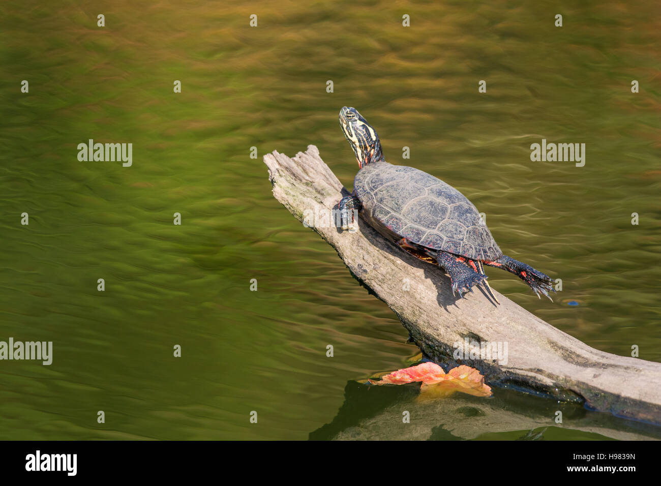 A painted turtle gets some sun on a log in fall in New England Stock ...