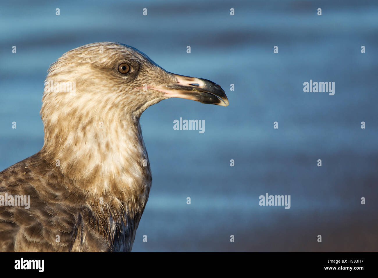 Eastern long island hi-res stock photography and images - Alamy