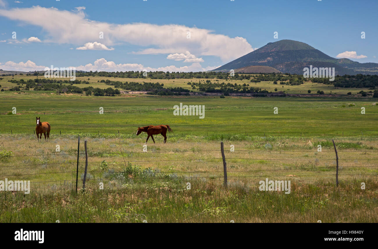 Capulin, New Mexico - Horses in a field below Capulin Volcano National ...