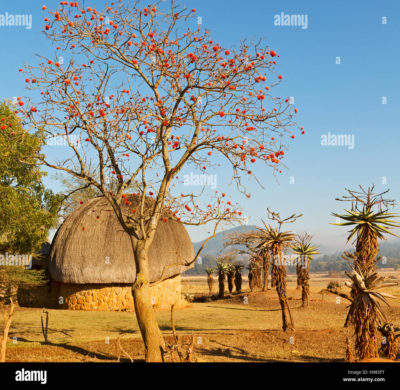 blur in swaziland mlilwane wildlife nature reserve mountain and tree ...