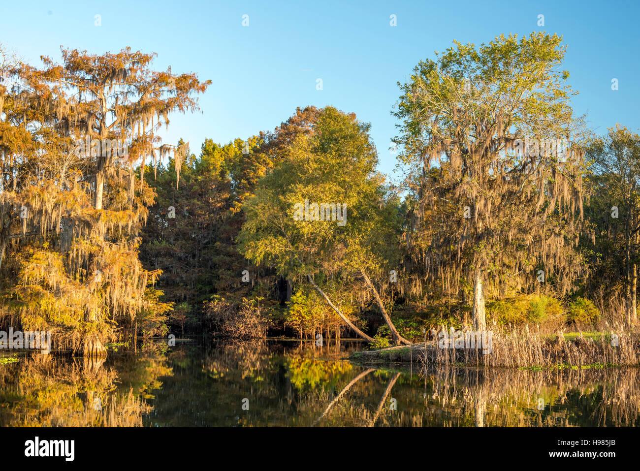 Fall Color at Lake Martin in Louisiana Stock Photo - Alamy