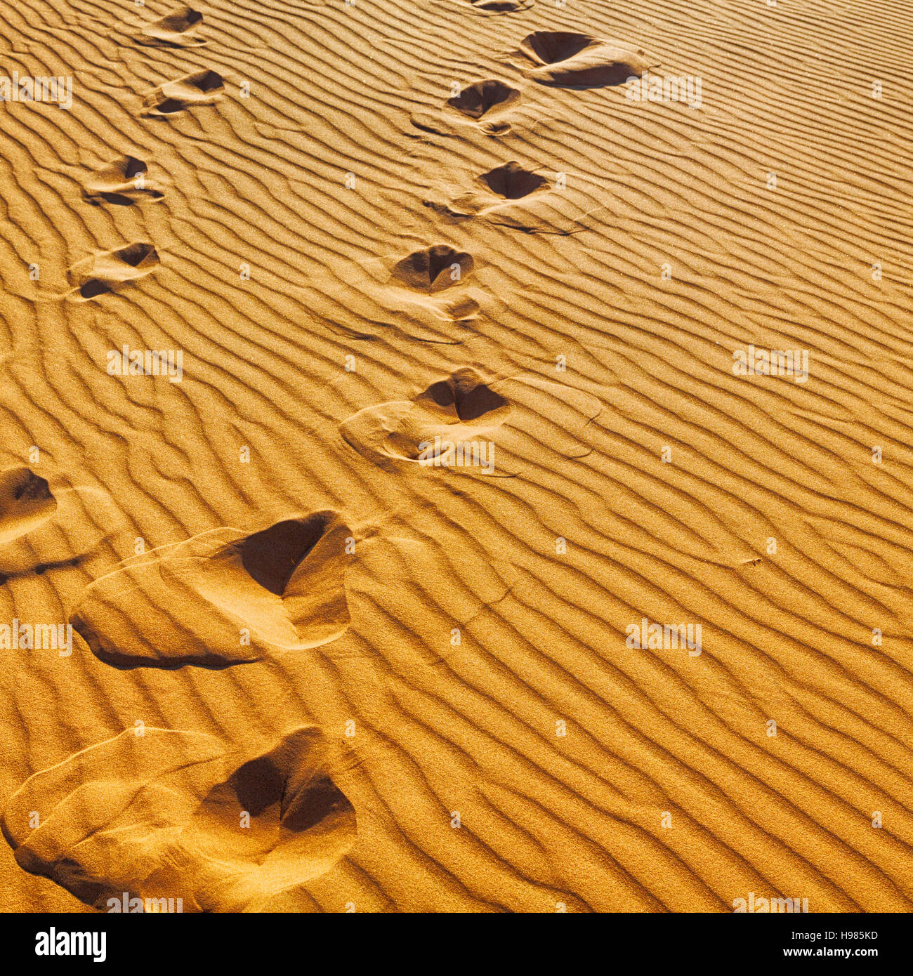 abstract texture line wave in oman the old desert and the empty quarter ...