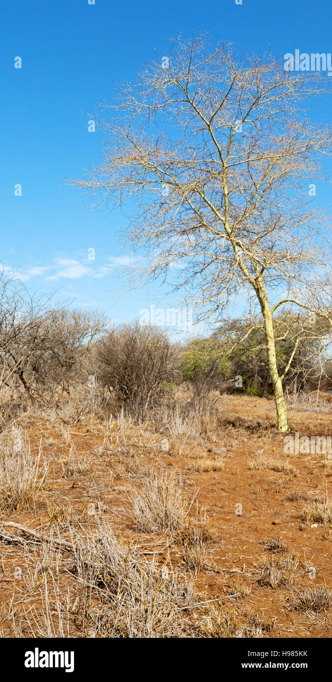 blur in swaziland mlilwane wildlife nature reserve mountain and tree ...