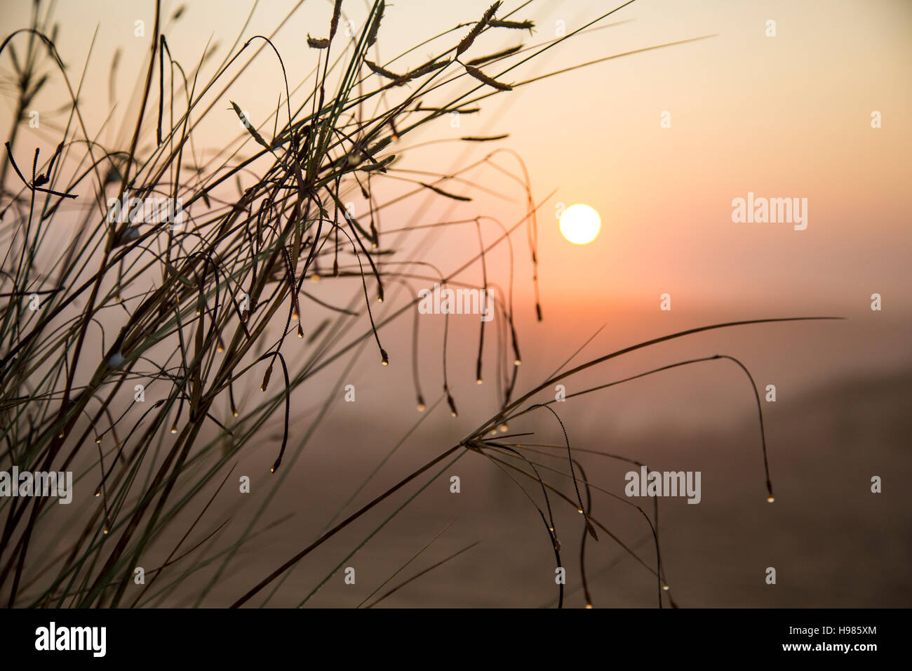 Grass in a mist in a desert at sunrise near Dubai Stock Photo - Alamy