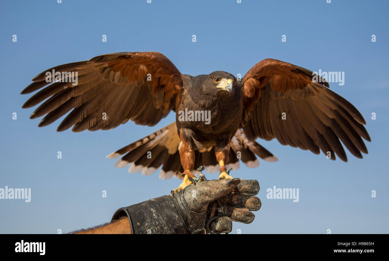 Harrier hawk hi-res stock photography and images - Alamy