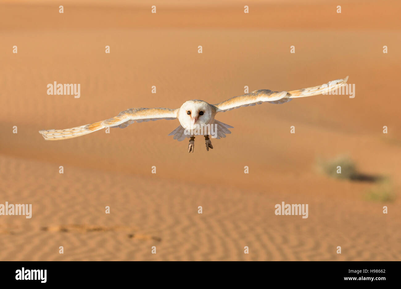 Barn Owl (Tyto alba) in a desert near Dubai, United Arab Emirates Stock ...