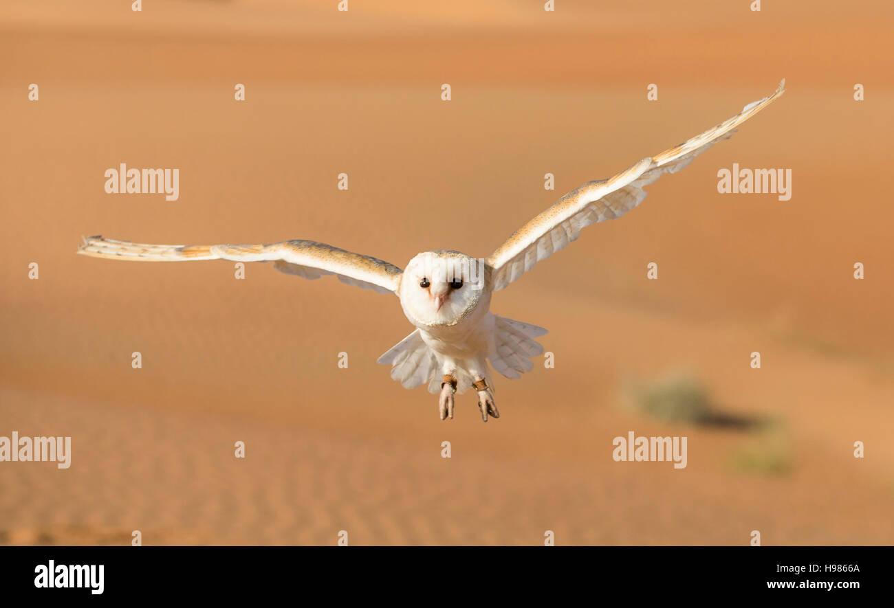 Barn Owl (Tyto alba) in a desert near Dubai, United Arab Emirates Stock ...