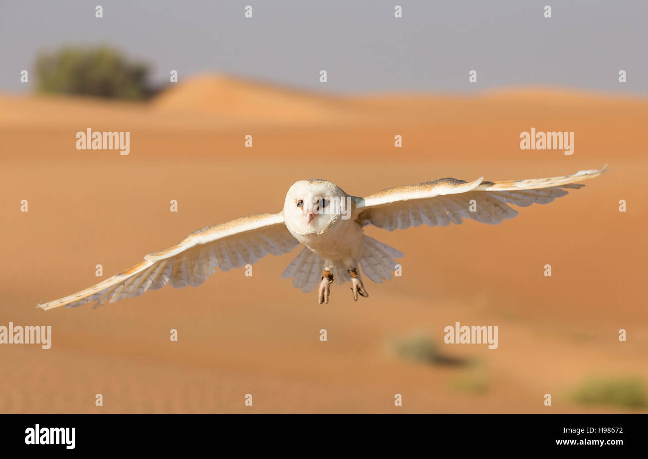 Barn Owl (Tyto alba) in a desert near Dubai, United Arab Emirates Stock ...