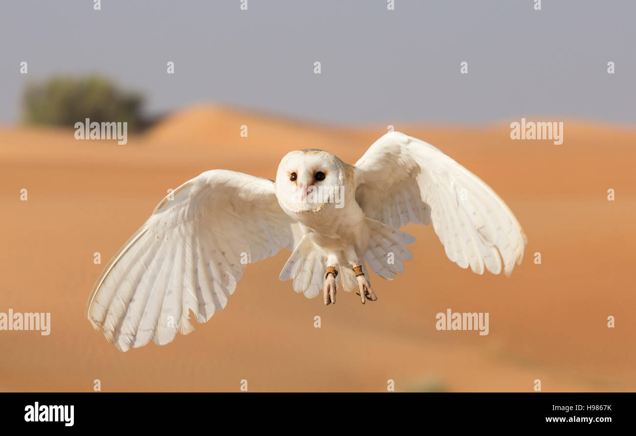 Barn Owl (Tyto alba) in a desert near Dubai, United Arab Emirates Stock ...