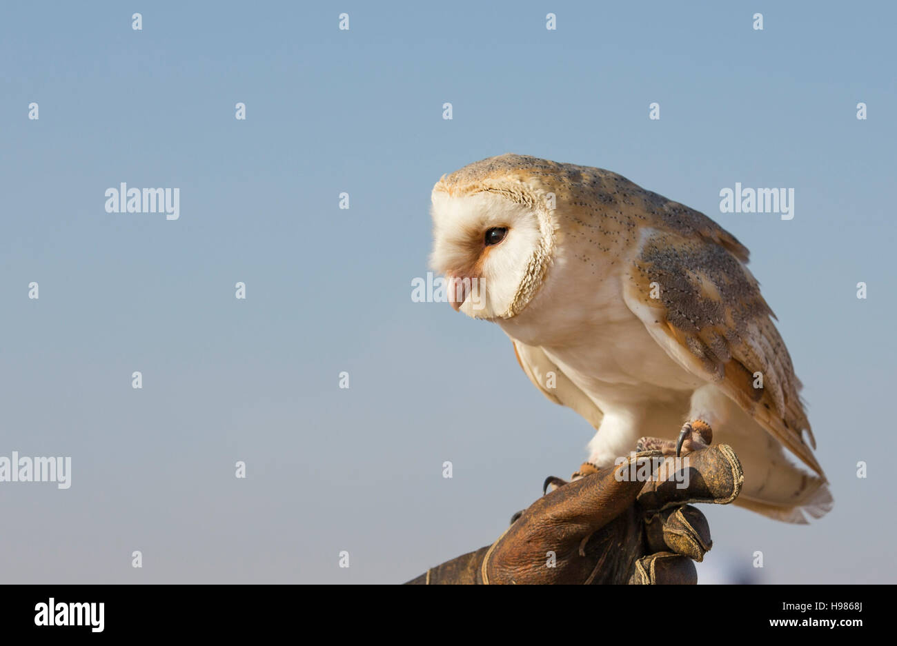 Barn Owl (Tyto alba) in a desert near Dubai, United Arab Emirates Stock ...