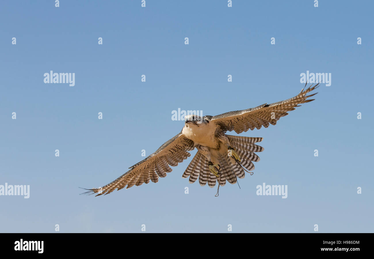 Dubai, UAE, November 19th, 2016: A falconer in traditional outfit ...