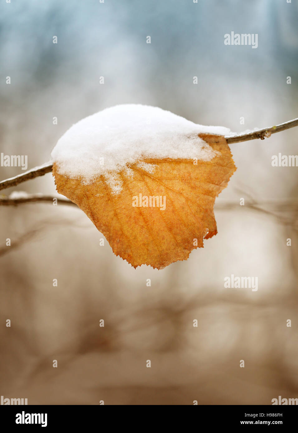 Beautiful leaf image hi-res stock photography and images - Alamy