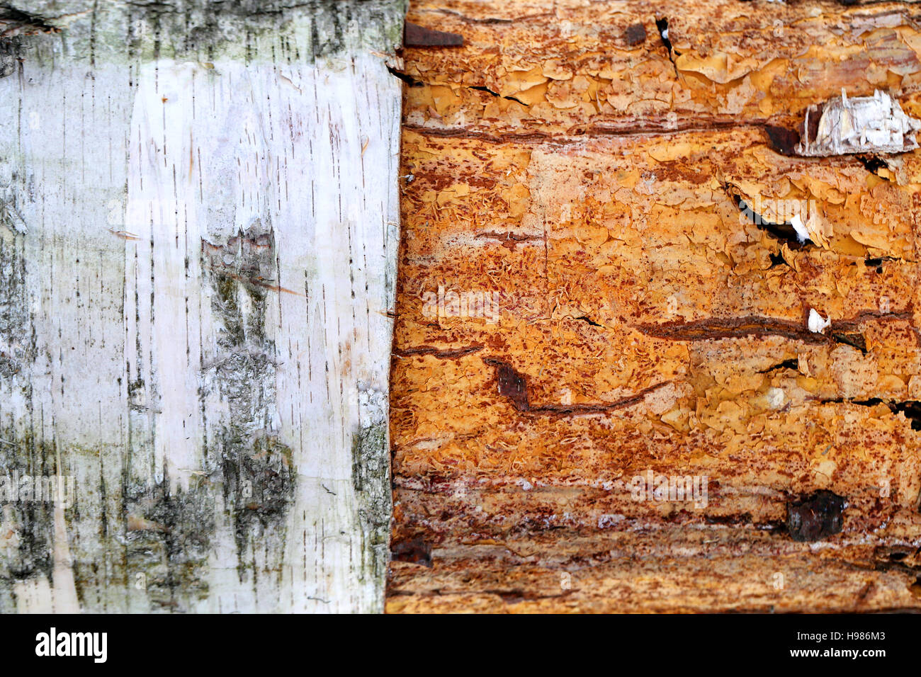 Beautiful wood texture birch photographed in close-up Stock Photo - Alamy