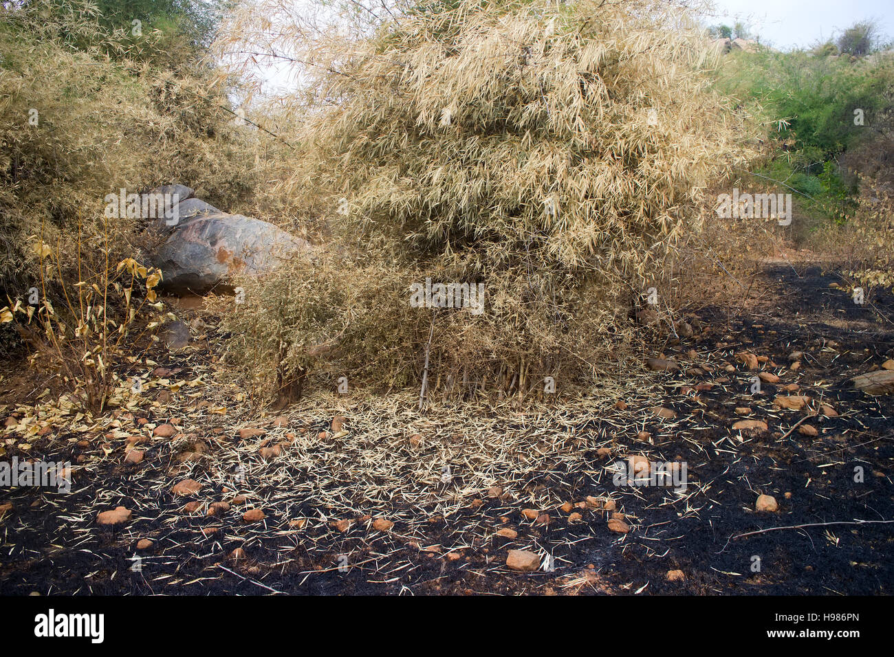 burn with fire ground in wild. scorched dry plains with bushes Stock ...