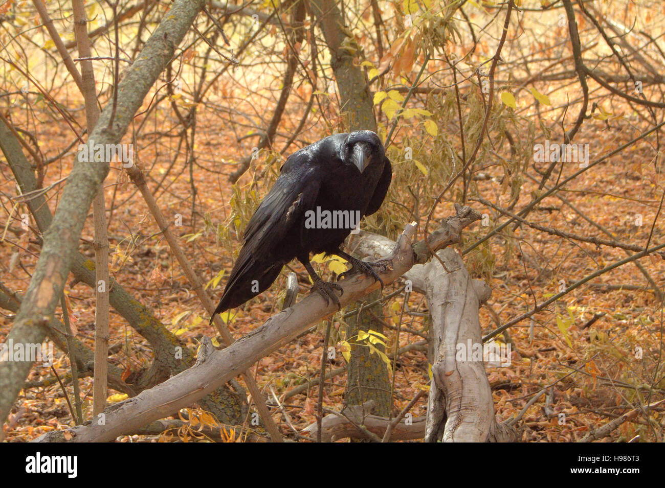Raven looks on a yellow background effectively. Quacking Raven Stock ...
