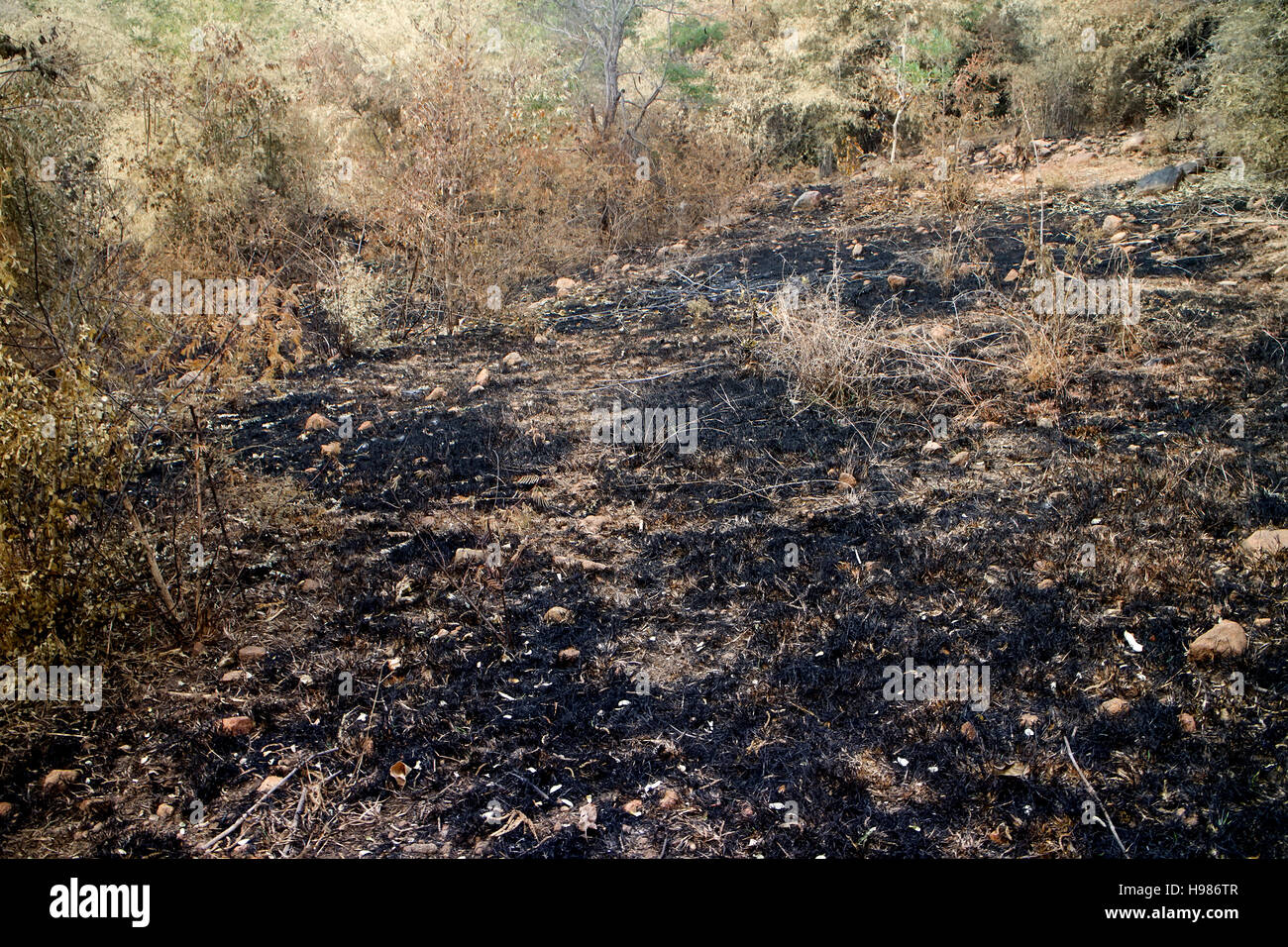 burn with fire ground in wild. dry plants on a black ground Stock Photo ...
