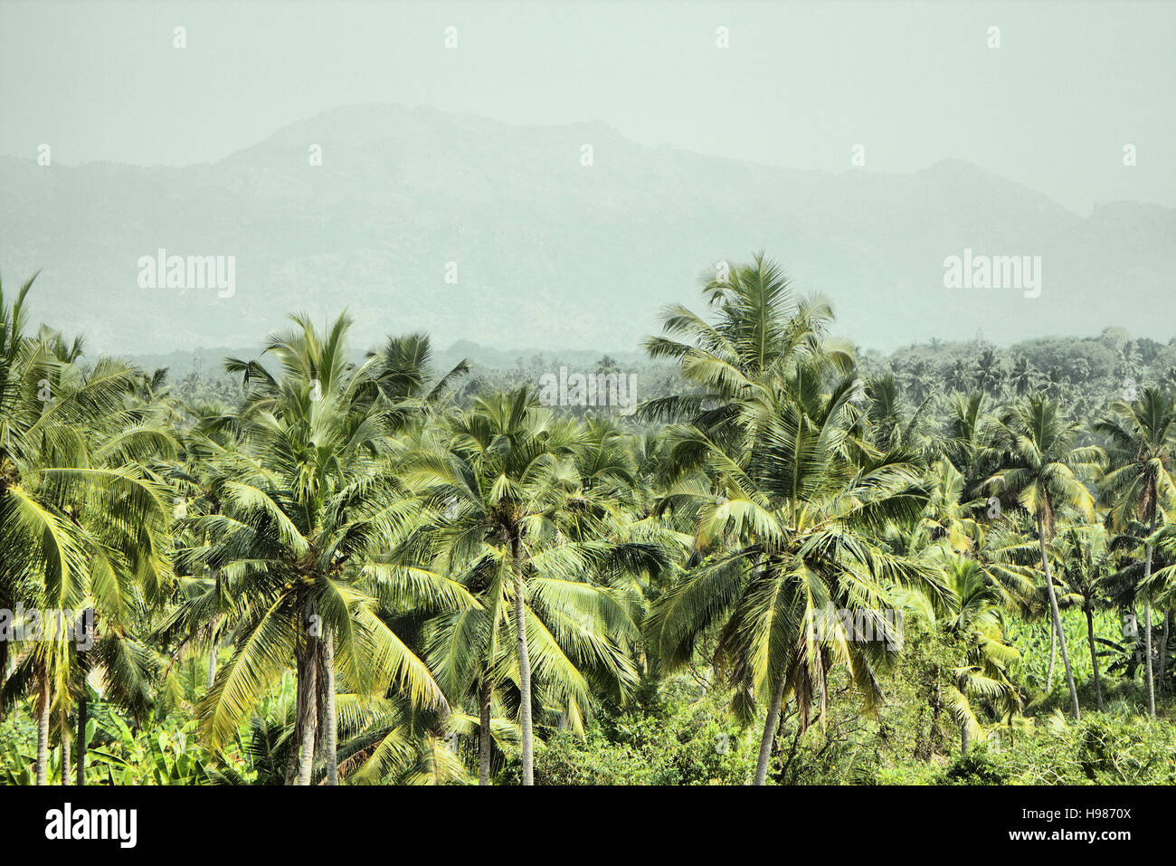 mountains and jungle with palm trees of South-East Asia. The landscape ...