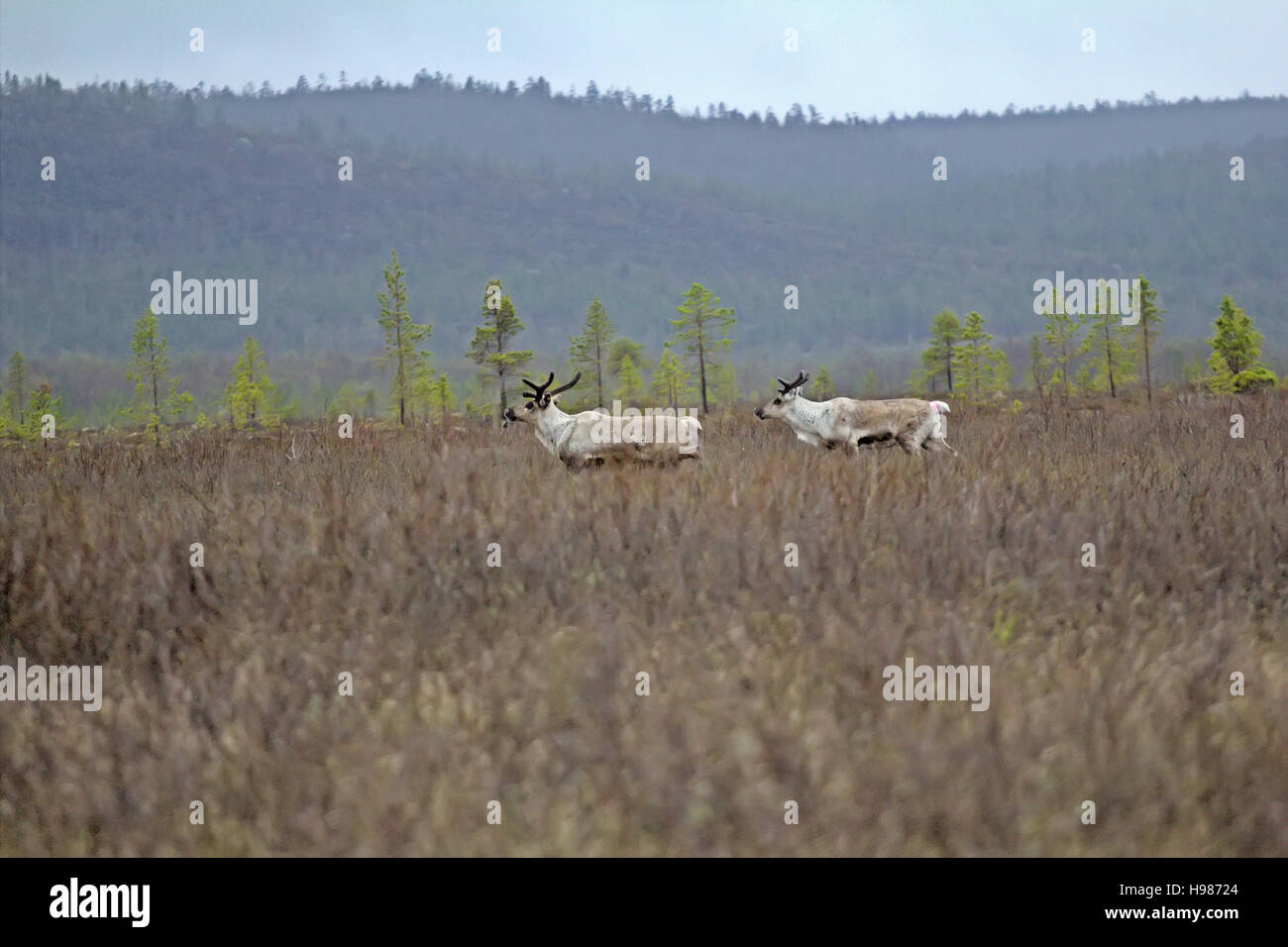 European reindeer (Rangifer tarandus): bull she-deer and high marsh ...