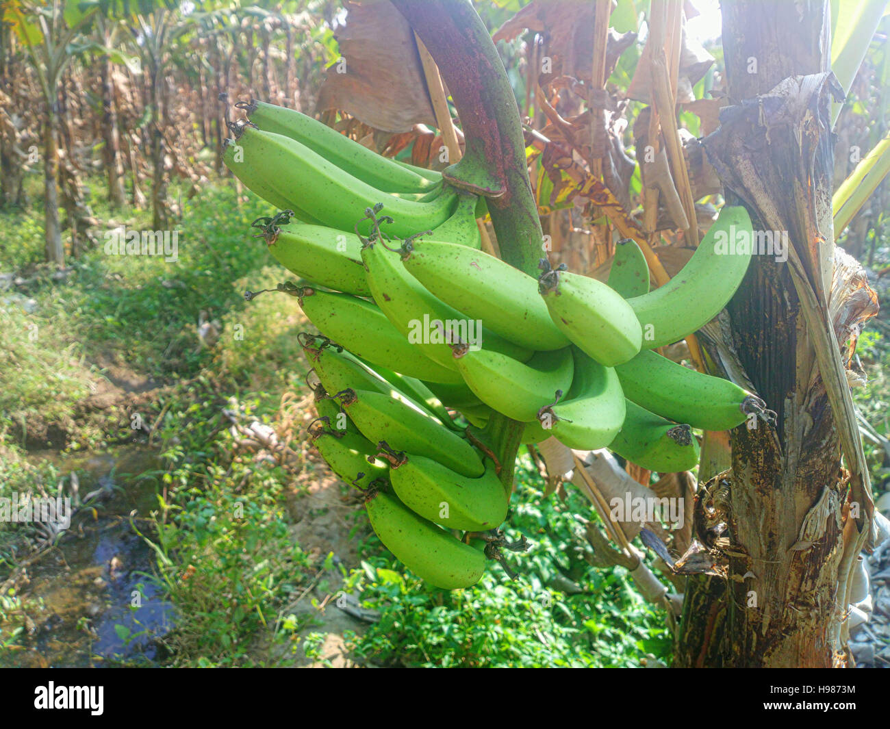 Indian banana tree hi-res stock photography and images - Alamy