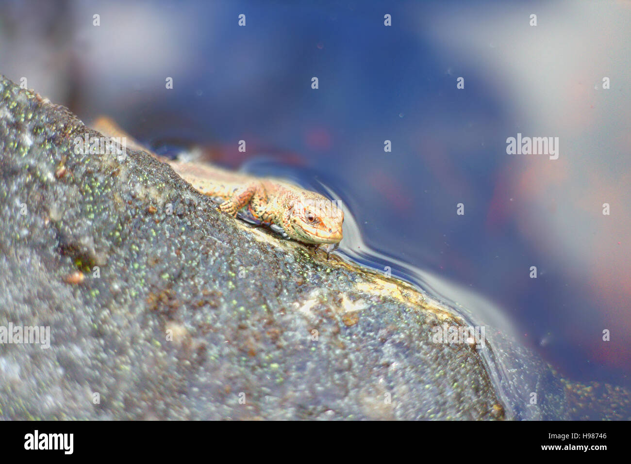 Learning to swim float hi-res stock photography and images - Alamy