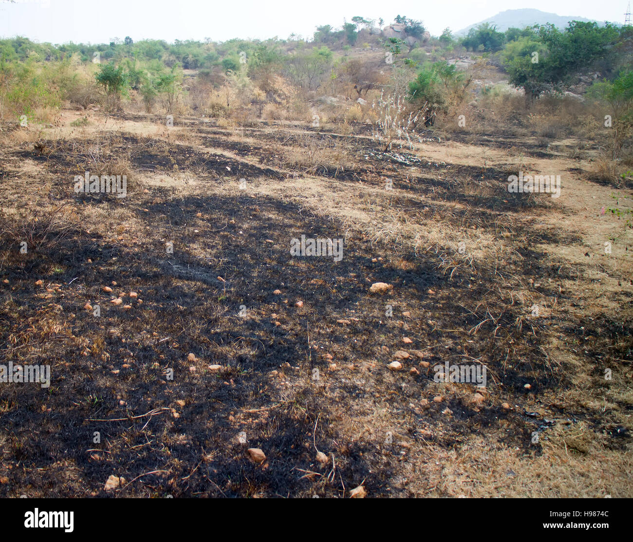 burn with fire ground in wild. scorched dry plains with bushes Stock ...